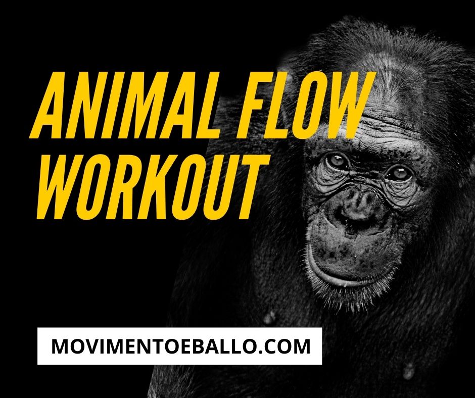 ANIMAL FLOW | workout a corpo libero intenso e originale